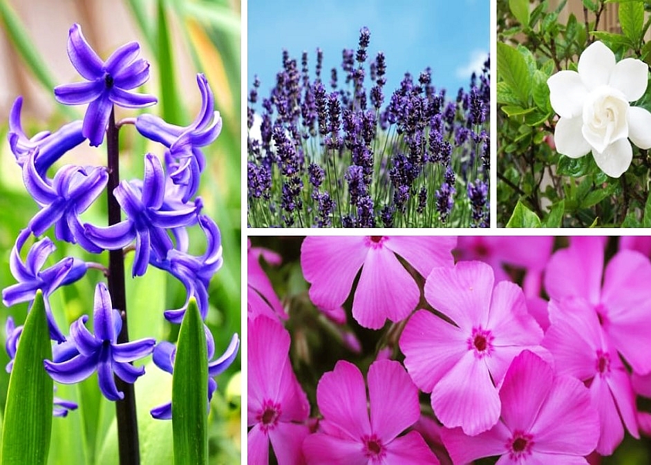 Best fragrant plants | Anthemionflowers